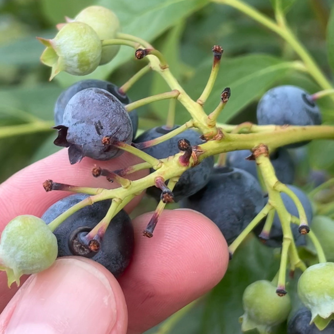 Picking Tips – Estes Blueberry Farm