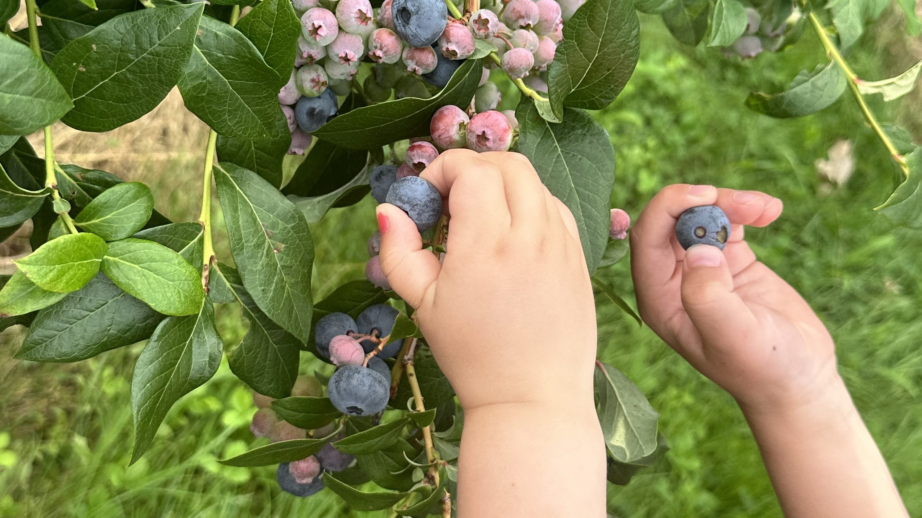 About – Estes Blueberry Farm